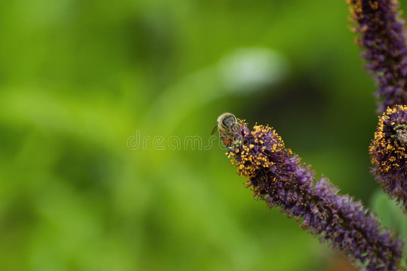 Ape Da Miele Che Raccolgono Il Polline Di Fiori Immagine Stock ... Ape Da Miele Che Raccolgono Il Polline Di Fiori Immagine Stock ...