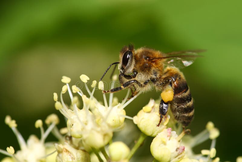 Ape di operaio fotografia stock. Immagine di molla, nave - 19807438
