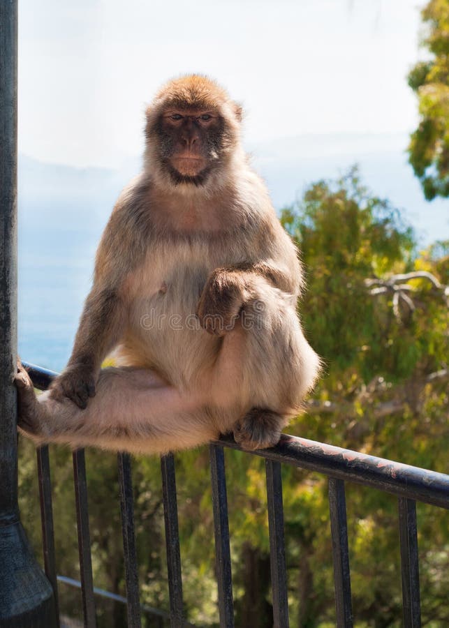 Ape in Gibraltar stock image. Image of landscape, close - 27970765