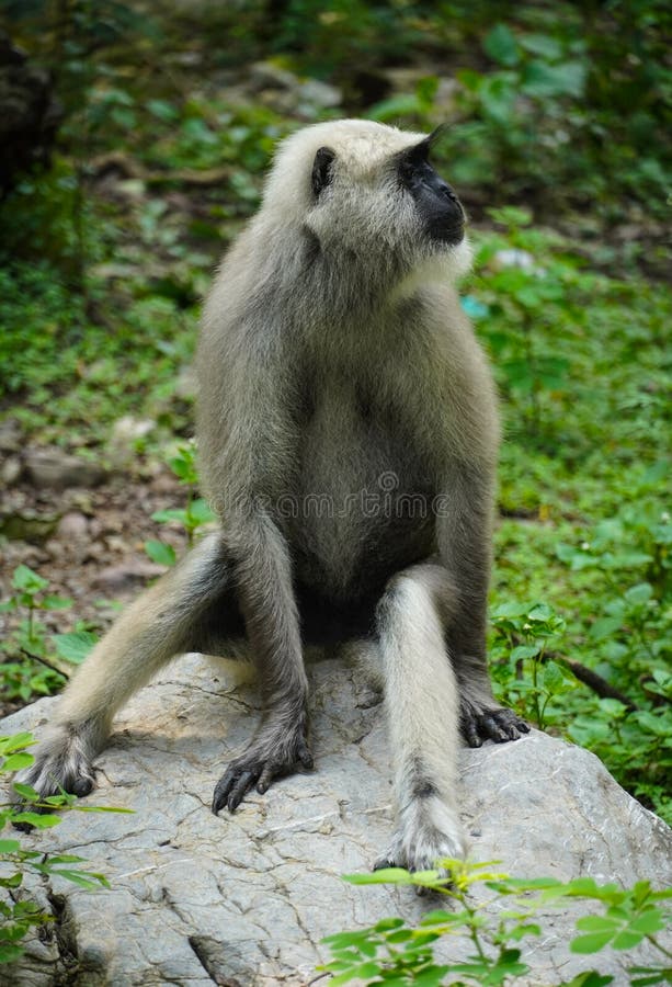 Ape Image in Forest with Mountains Stock Photo - Image of chimpanzee ...