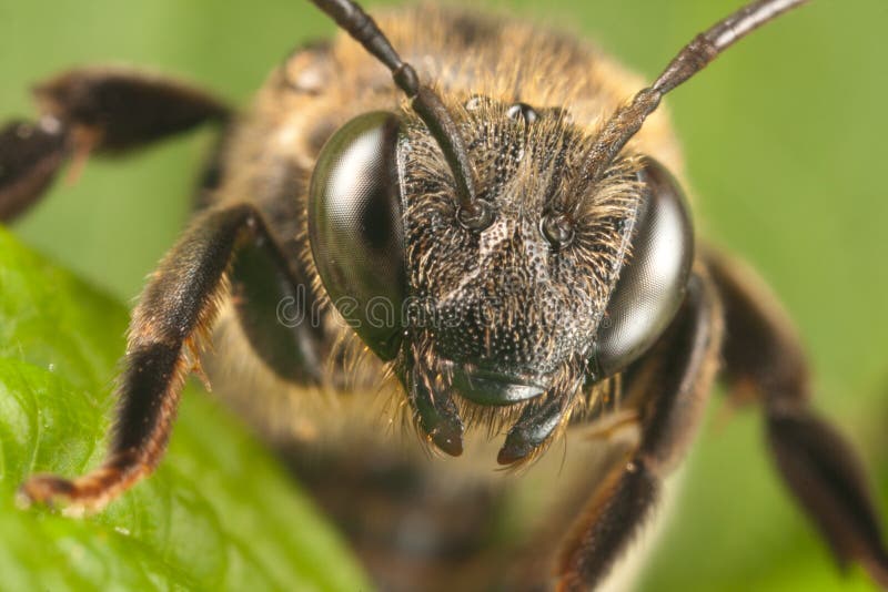 Ape Isolata Del Ritratto Dell'insetto Immagine Stock - Immagine di ...