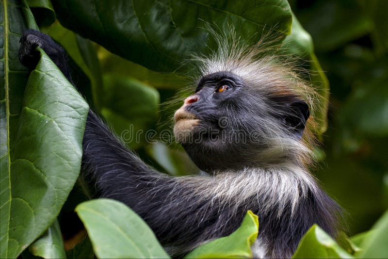 Ape in the jozany forest stock photo. Image of hair, white - 28112150