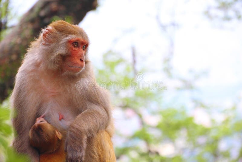 Ape Looking Intently at the Camera with Brown Eyes Stock Photo - Image ...