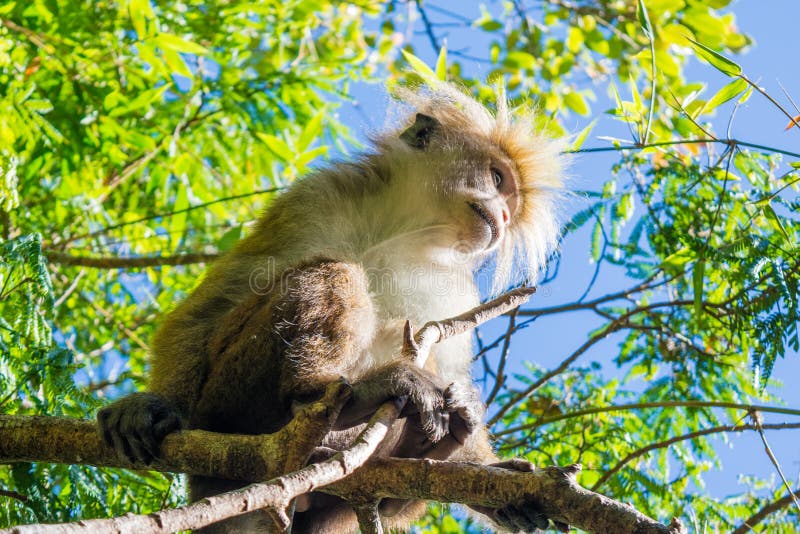 Ape Looking Somewhere while Sitting on the Tree Stock Image - Image of ...