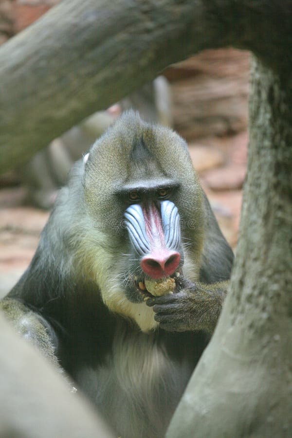 Ape Mandrill stock photo. Image of africa, glance, primate - 2225576