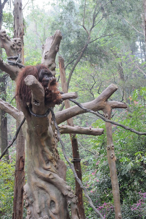 Ape stock photo. Image of wild, gibbons, life, southest - 48451574