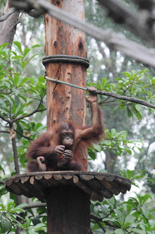 Ape stock image. Image of southest, enjoy, africa, grab - 48451577