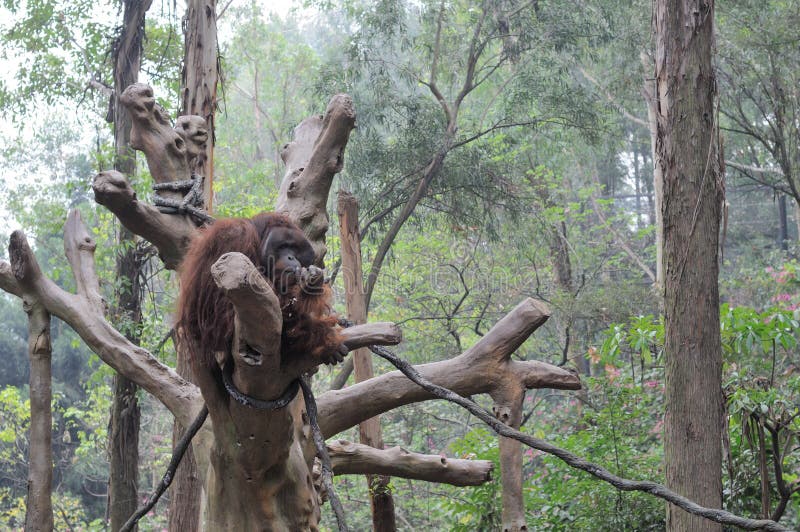 Ape stock image. Image of life, africa, freedom, animal - 48451583