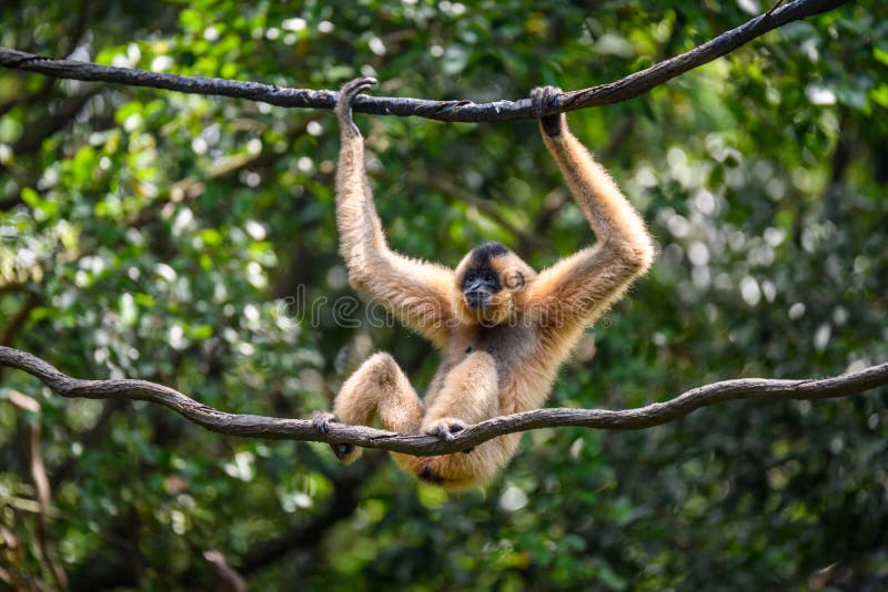 Ape Monkey in Safari Park Climbing among the Ropes Stock Image - Image ...