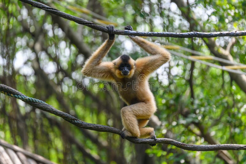 Climbing Ropes for Climbing Stock Photo - Image of assurance, safety ...