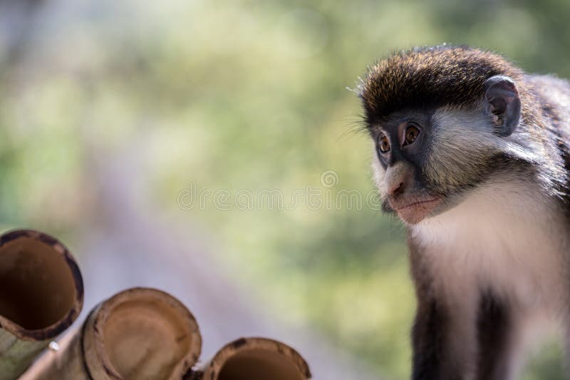 Ape Monkey stock image. Image of primate, wildlife, looking - 140456715