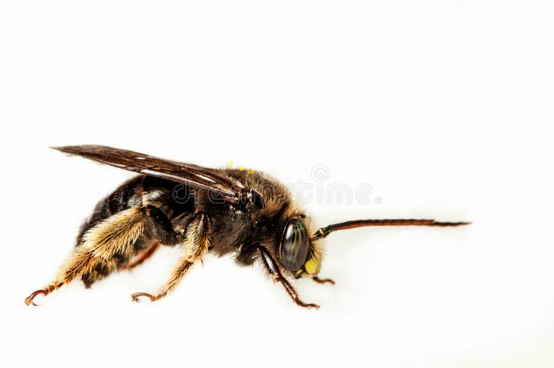 Ape Nera Isolata Nel Bianco Immagine Stock - Immagine di insetto, rosso ...