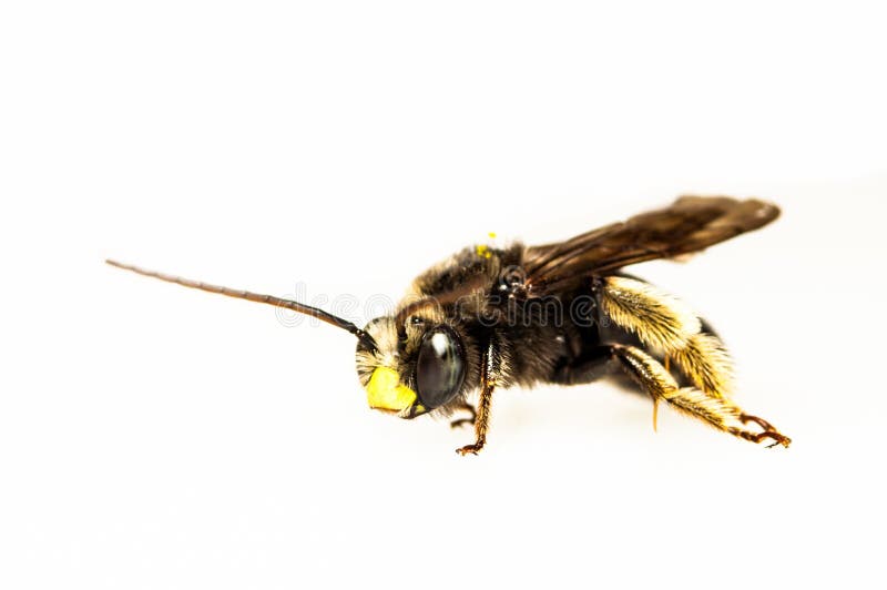 Ape Nera Isolata Nel Bianco Immagine Stock - Immagine di polline ...