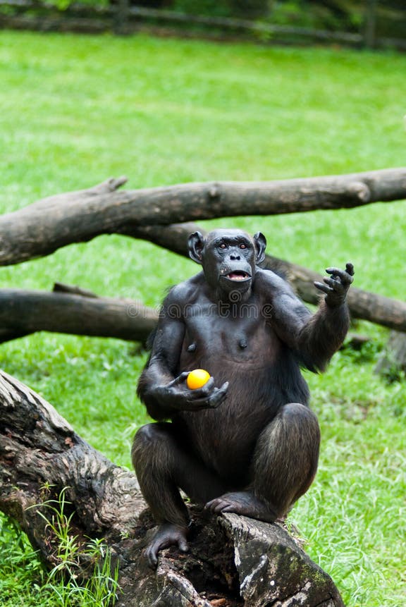 Ape - Orangutan stock image. Image of back, african, staring - 16684953