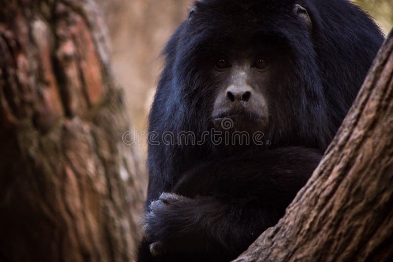 Ape Peeking Trees Stock Photos - Free & Royalty-Free Stock Photos from ...