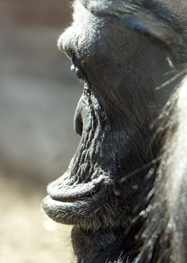 70,782 Ape Photos - Free & Royalty-Free Stock Photos from Dreamstime