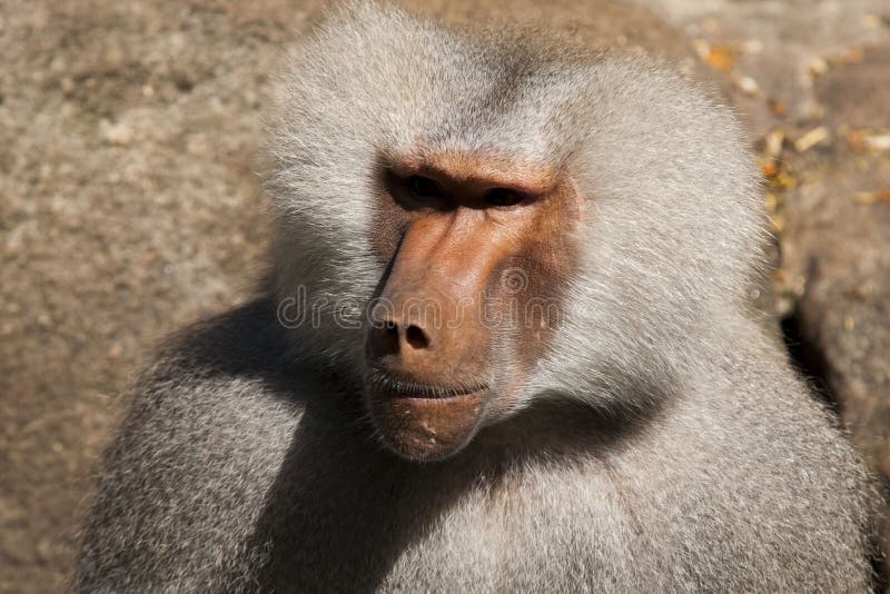 Ape portrait stock photo. Image of primate, mammal, close - 11790986