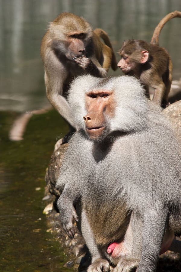 Ape portrait stock image. Image of peek, portrait, look - 11791047