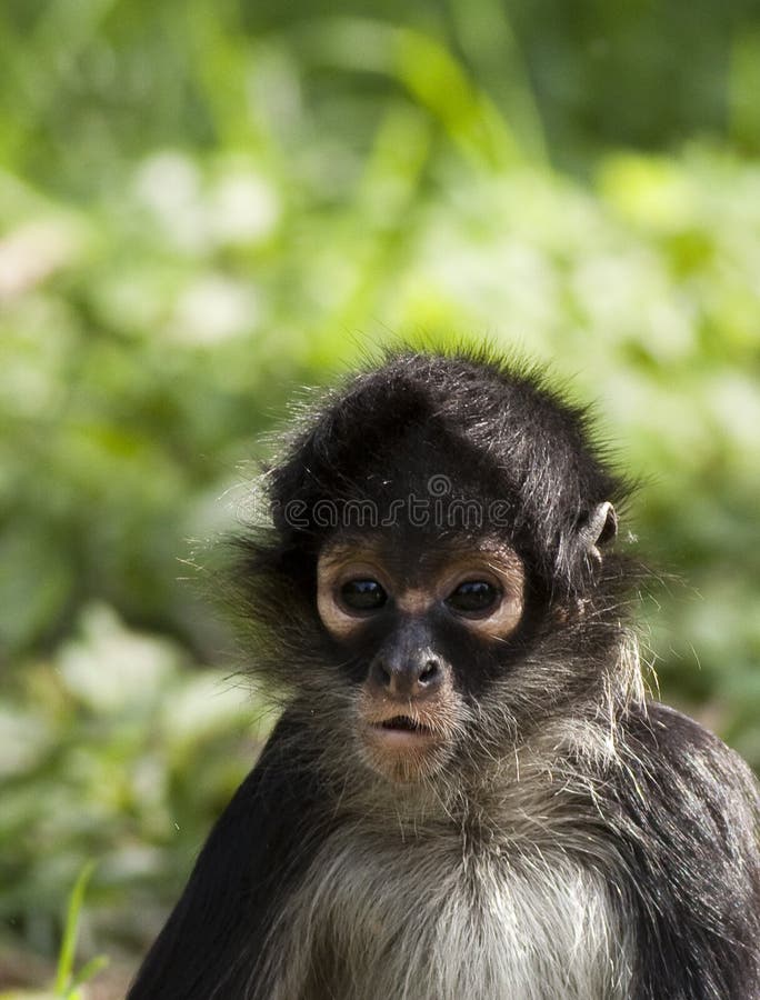 Ape portrait stock image. Image of astonishment, monkey - 21269381