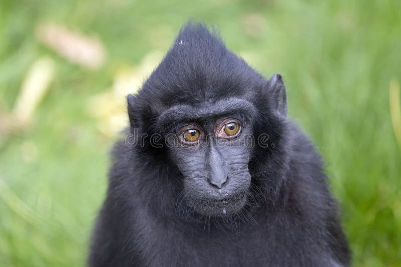 Ape Portrait, Crested Black Macaque Stock Image - Image of young ...