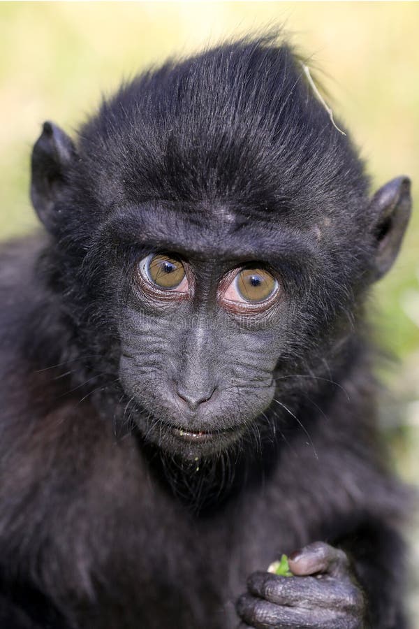 Ape Portrait, Crested Black Macaque Stock Photo - Image of monkey ...