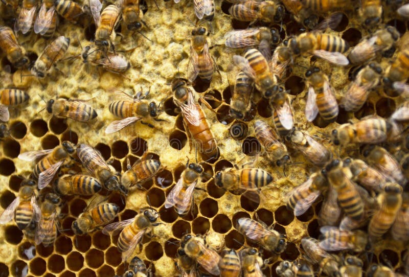 Ape Regina in Un Alveare Circondato Da Api 2019 Fotografia Stock ...