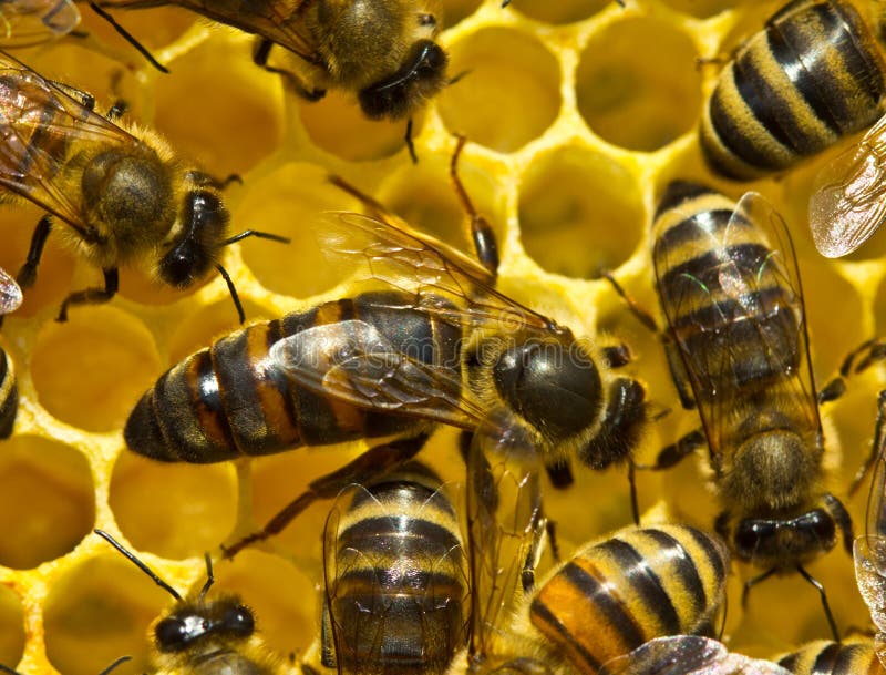 Ape regina immagine stock. Immagine di hostess, specie - 28848469