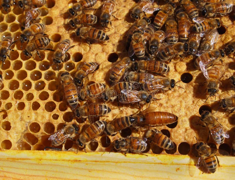 Ape regina e operai immagine stock. Immagine di operaio - 31334295