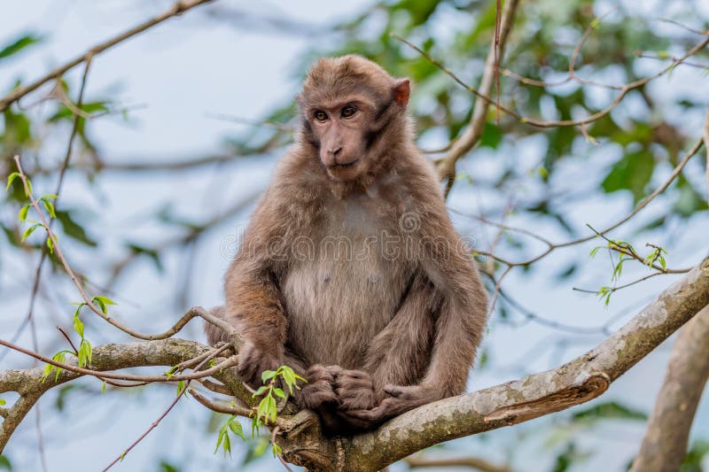 Ape Rhesus Macaque Sitting on the Tree Branch in the Forest. India ...