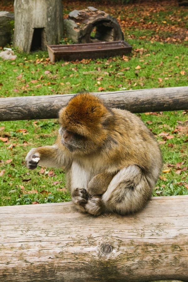 Ape Sitting in Affenberg Monkey Hill Salem Stock Photo - Image of sweet ...