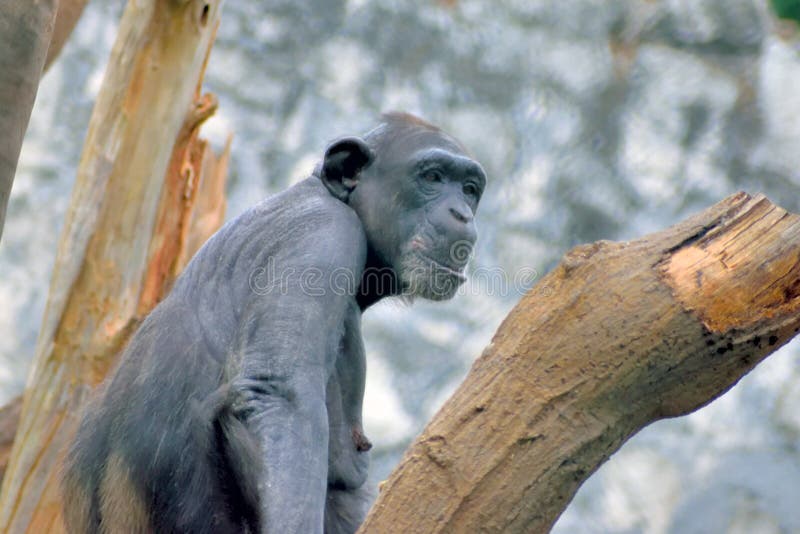 21,416 Ape Sitting Photos - Free & Royalty-Free Stock Photos from ...