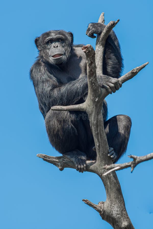 Ape Sitting on a Branch of a Tree Stock Image - Image of wildlife, chip ...