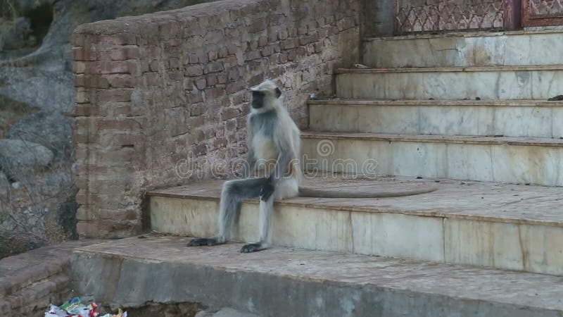 Ape Sitting in Human Resembling Position on Stairs in Jodhpur. Stock ...