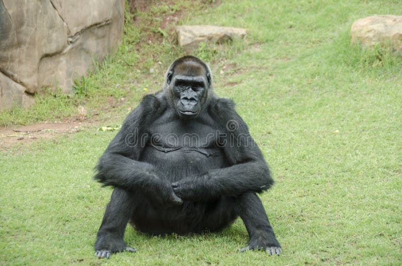 Ape sitting on rocks stock photo. Image of monkey, wildlife - 41240736