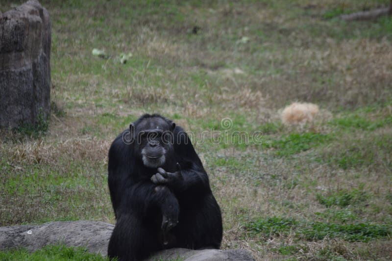 The Ape Looks Toward the Crowd Stock Image - Image of sitting, macaque ...