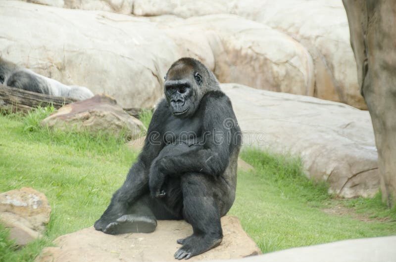 Ape sitting on rocks stock image. Image of hair, apes - 41240591