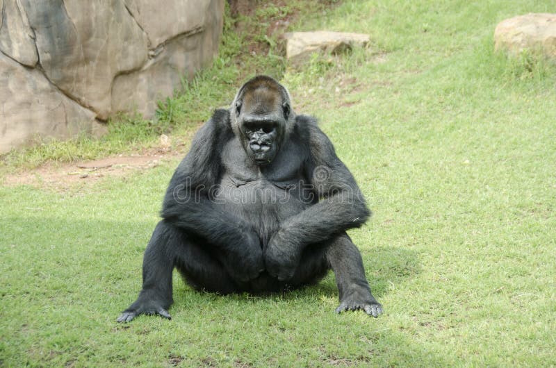 Ape sitting on rocks stock image. Image of hair, apes - 41240591