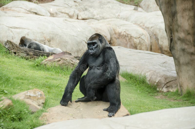 Ape sitting stock image. Image of posing, mammal, enclosure - 41240779