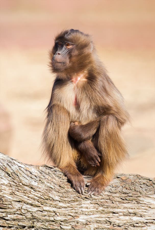 Ape sitting on a tree stem stock photo. Image of animal - 69068854