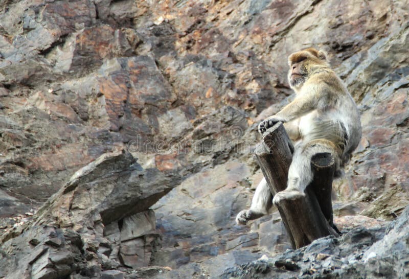 Ape Sitting on Tree Stump in Rocks Stock Image - Image of wildlife ...