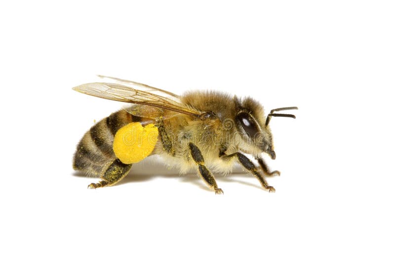 Regina Madre Dell'ape E Operaio Dell'ape E Del Fuco - Tre Tipi Di Api ...