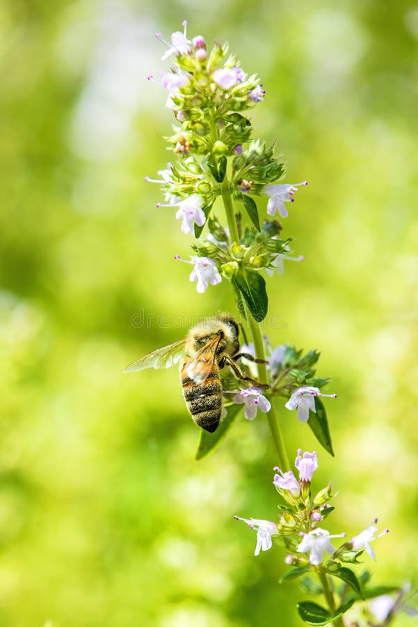 Ape sul fiore del timo fotografia stock. Immagine di vago - 94931312