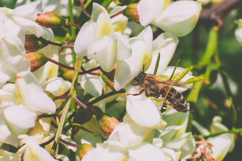 Fiore Dell'acacia Isolato Insieme O Gruppo Di Fiori Di Robinia Della ...