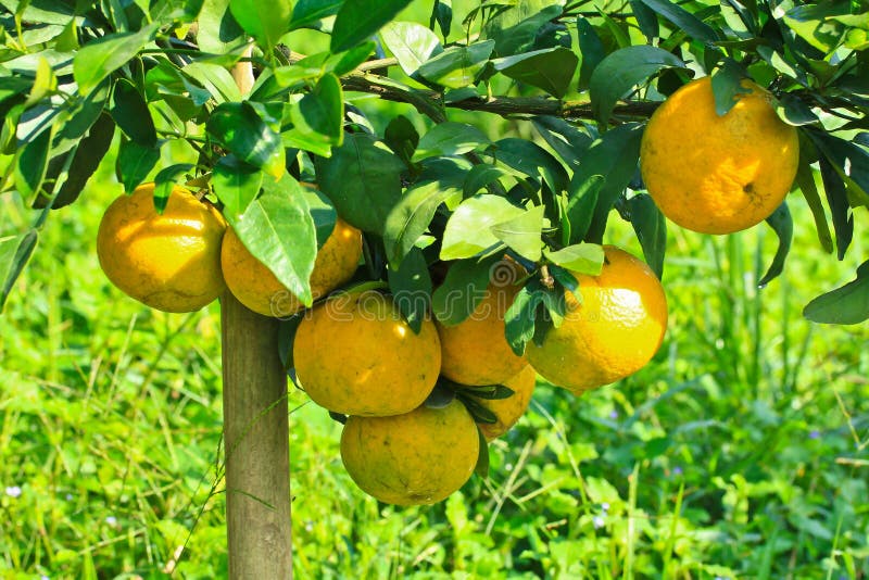 Floridaapelsiner arkivfoto. Bild av liggande, plats, apelsiner - 19545124