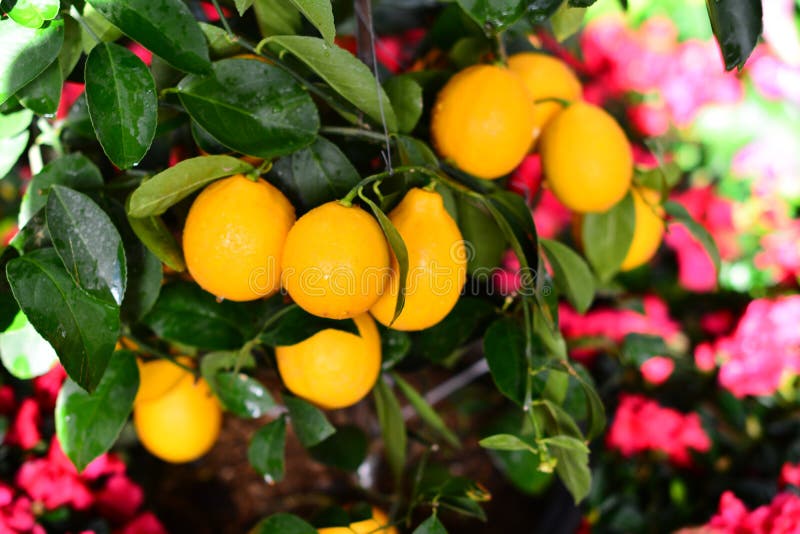 Apelsin arkivfoto. Bild av konstgjord, detaljer, härlig - 85096718