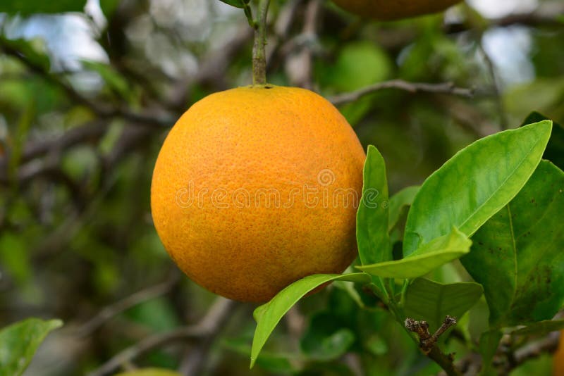 Valencia apelsin på Tree 2 fotografering för bildbyråer. Bild av bild ...