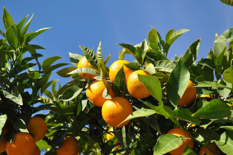 Floridaapelsiner arkivfoto. Bild av liggande, plats, apelsiner - 19545124