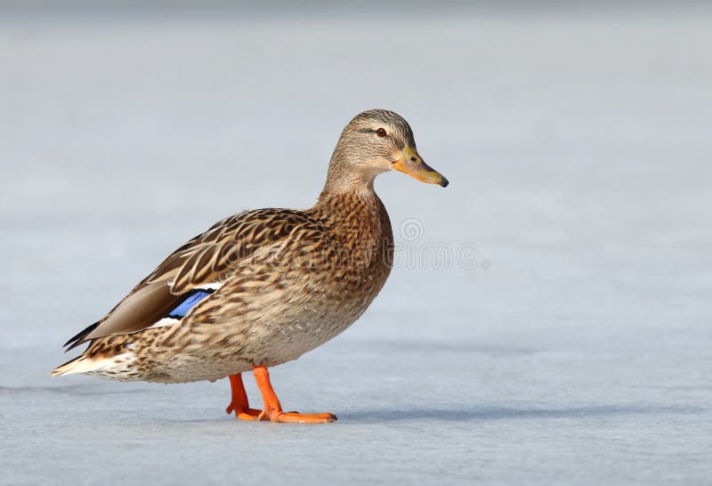 Apelsinus platyrhynchos arkivfoto. Bild av djurliv, ornitologi - 217535470