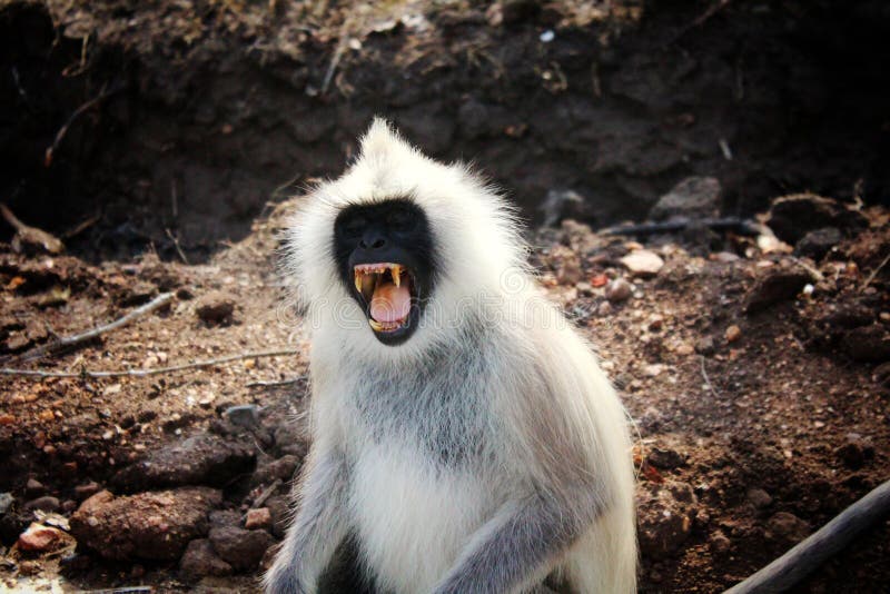 Apen stock foto. Image of wild, mooi, ontzagwekkend - 113655494