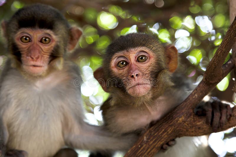 Apen stock foto. Image of verbazen, ogen, portret, bont - 19184082